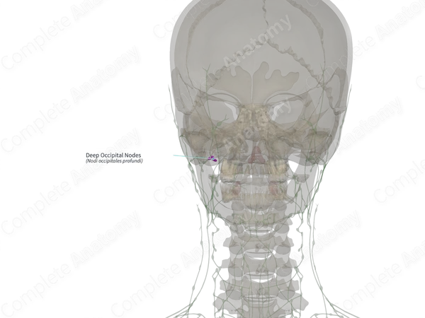 Deep Occipital Nodes (Right) | Complete Anatomy