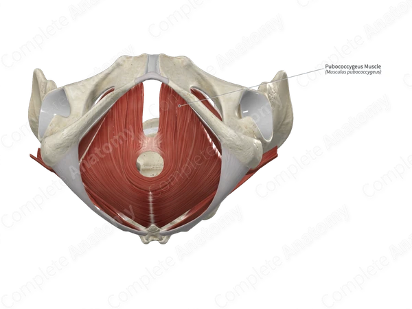 Pubococcygeus Muscle | Complete Anatomy