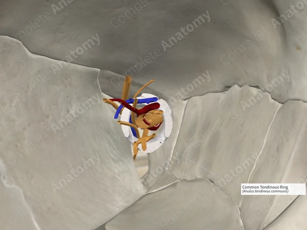 Common Tendinous Ring | Complete Anatomy