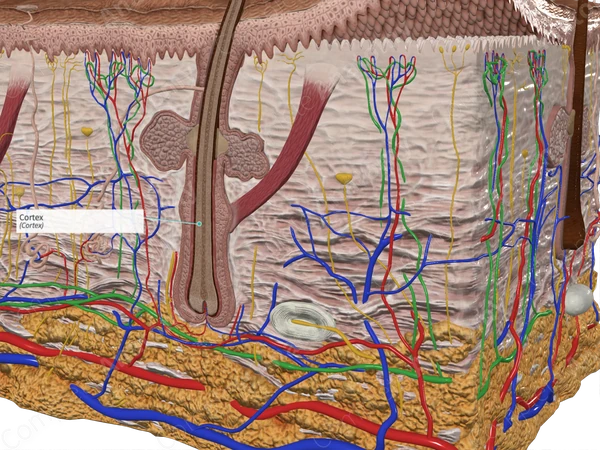 Cortex | Complete Anatomy