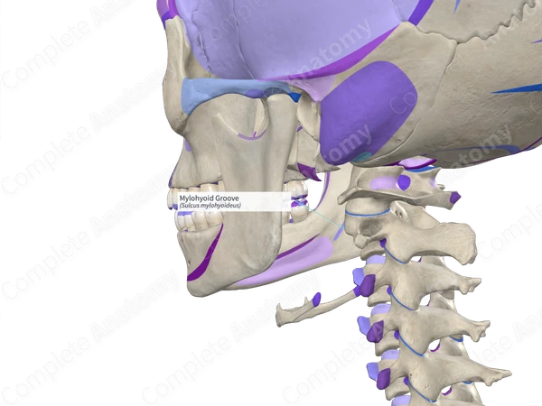 Mylohyoid Groove (Left) | Complete Anatomy