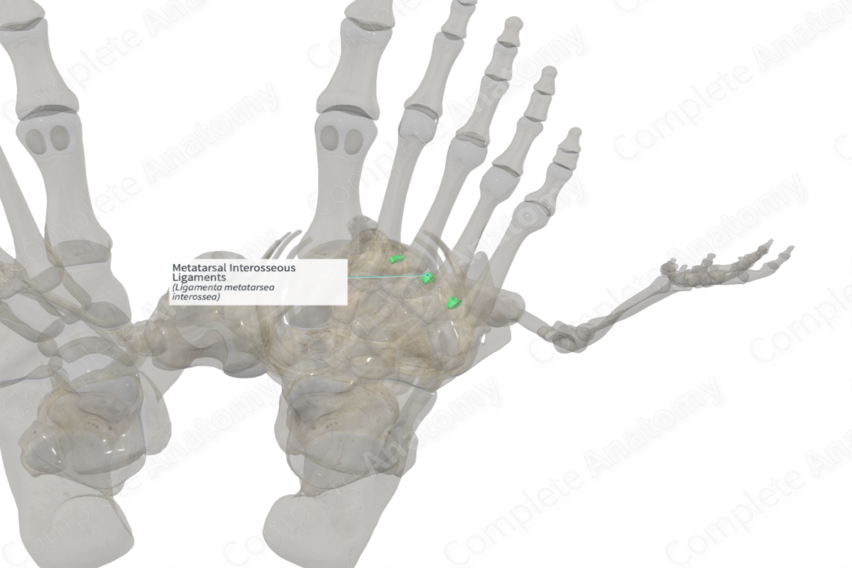 Metatarsal Interosseous Ligaments Left Complete Anatomy