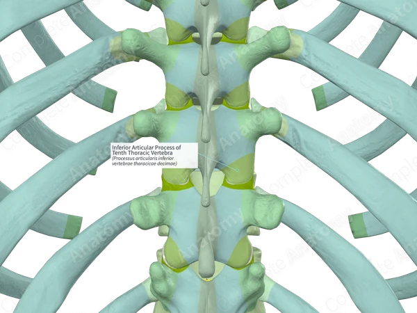 Inferior Articular Process Of Thoracic Vertebrae