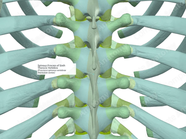 Spinous Process of Sixth Thoracic Vertebra | Complete Anatomy