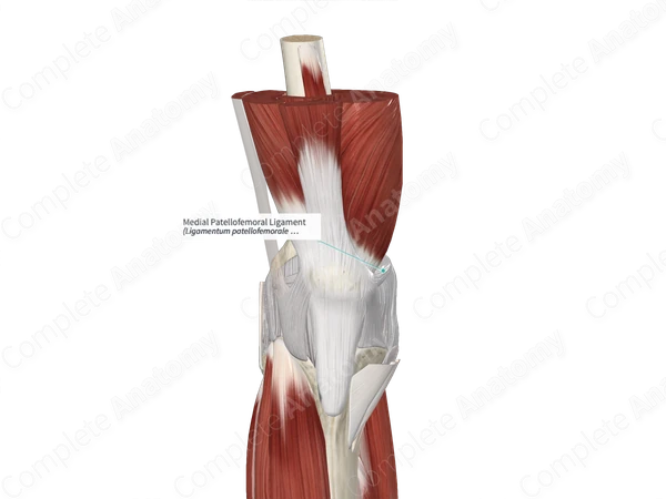 Medial Patellofemoral Ligament | Complete Anatomy