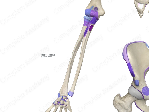 Neck of Radius | Complete Anatomy