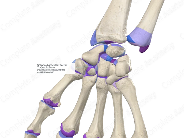 Scaphoid Articular Facet of Trapezoid Bone | Complete Anatomy