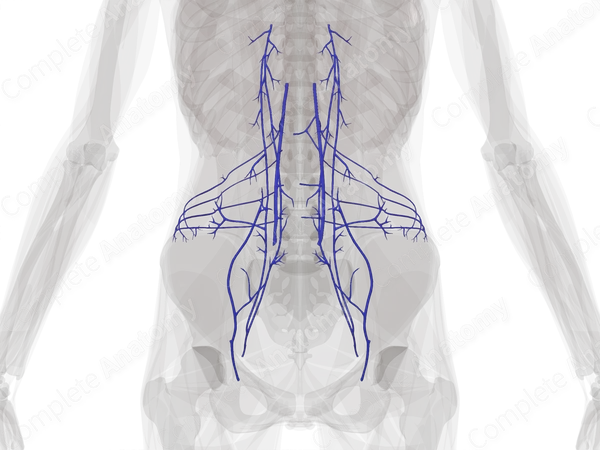 Veins of Abdominal Wall | Complete Anatomy