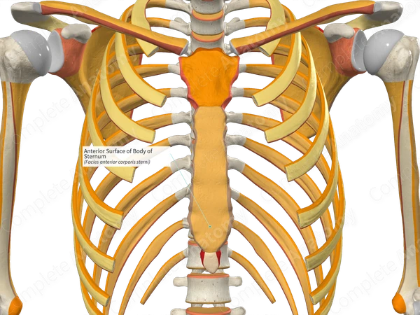Anterior Surface of Body of Sternum | Complete Anatomy