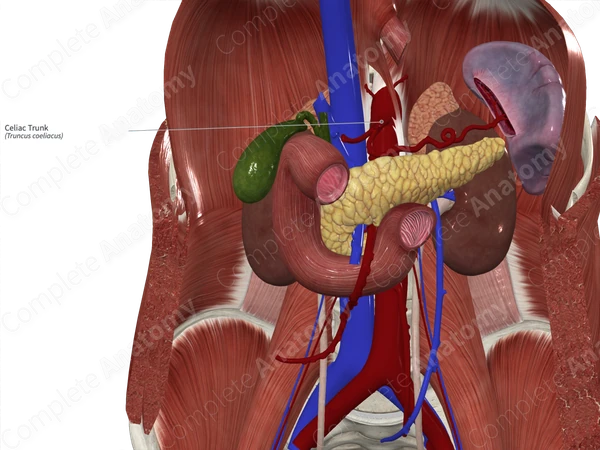 Celiac Trunk | Complete Anatomy