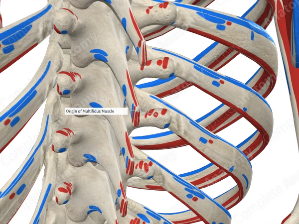 Origin of Multifidus Muscle | Complete Anatomy