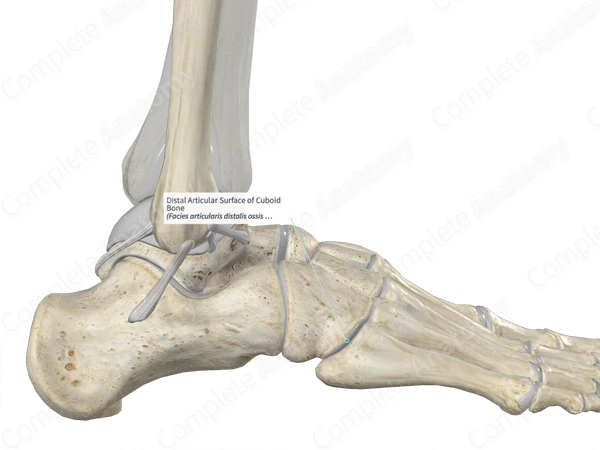 Distal Articular Surface of Cuboid Bone | Complete Anatomy
