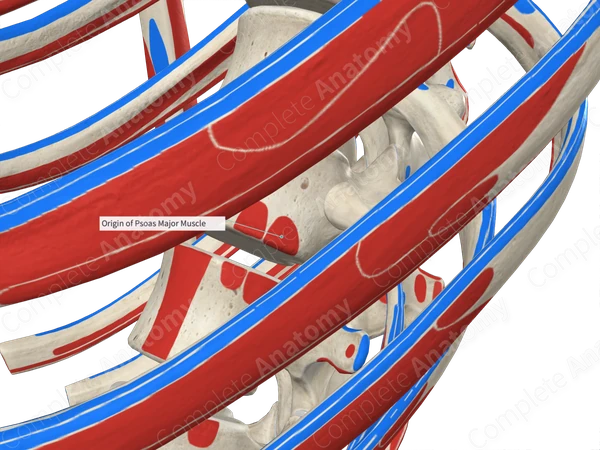 Origin of Psoas Major Muscle | Complete Anatomy