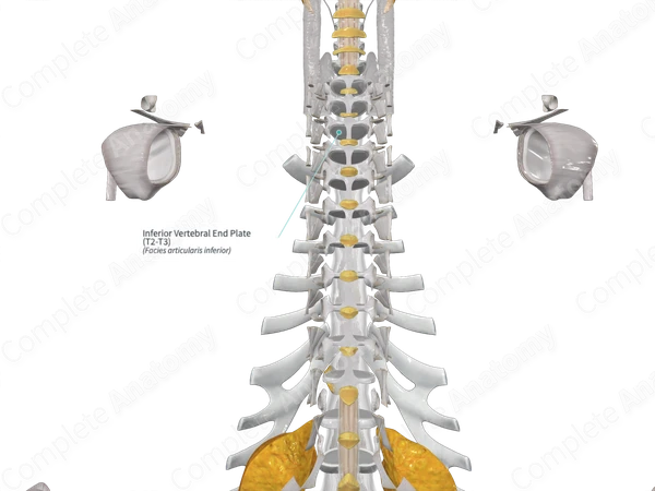 Inferior Vertebral End Plate (T2-T3) | Complete Anatomy