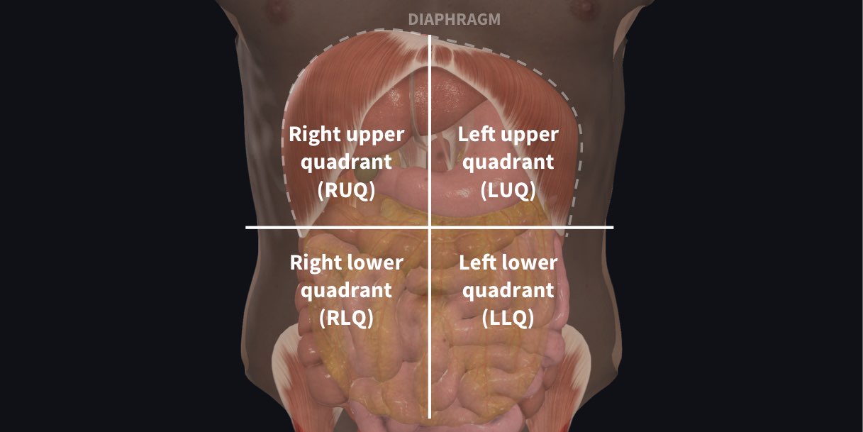 Describe The Clinical Divisions Or Quadrants Of The Abdominal Region 
