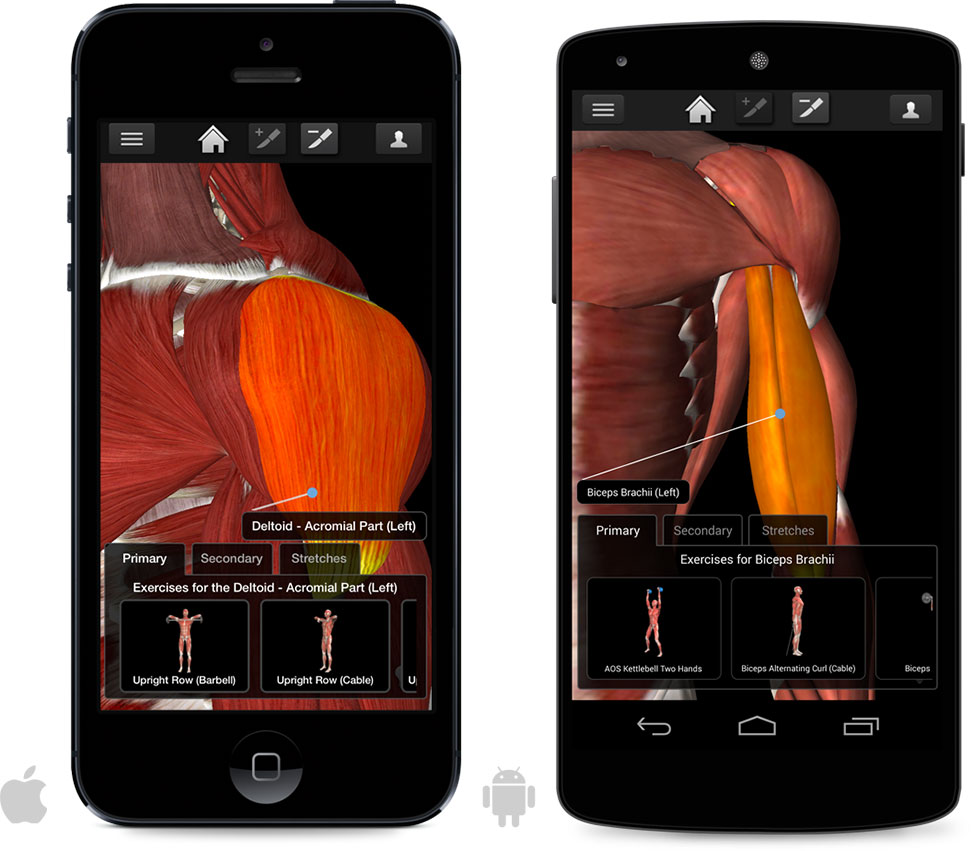 iMuscle 2 - 3D4Medical