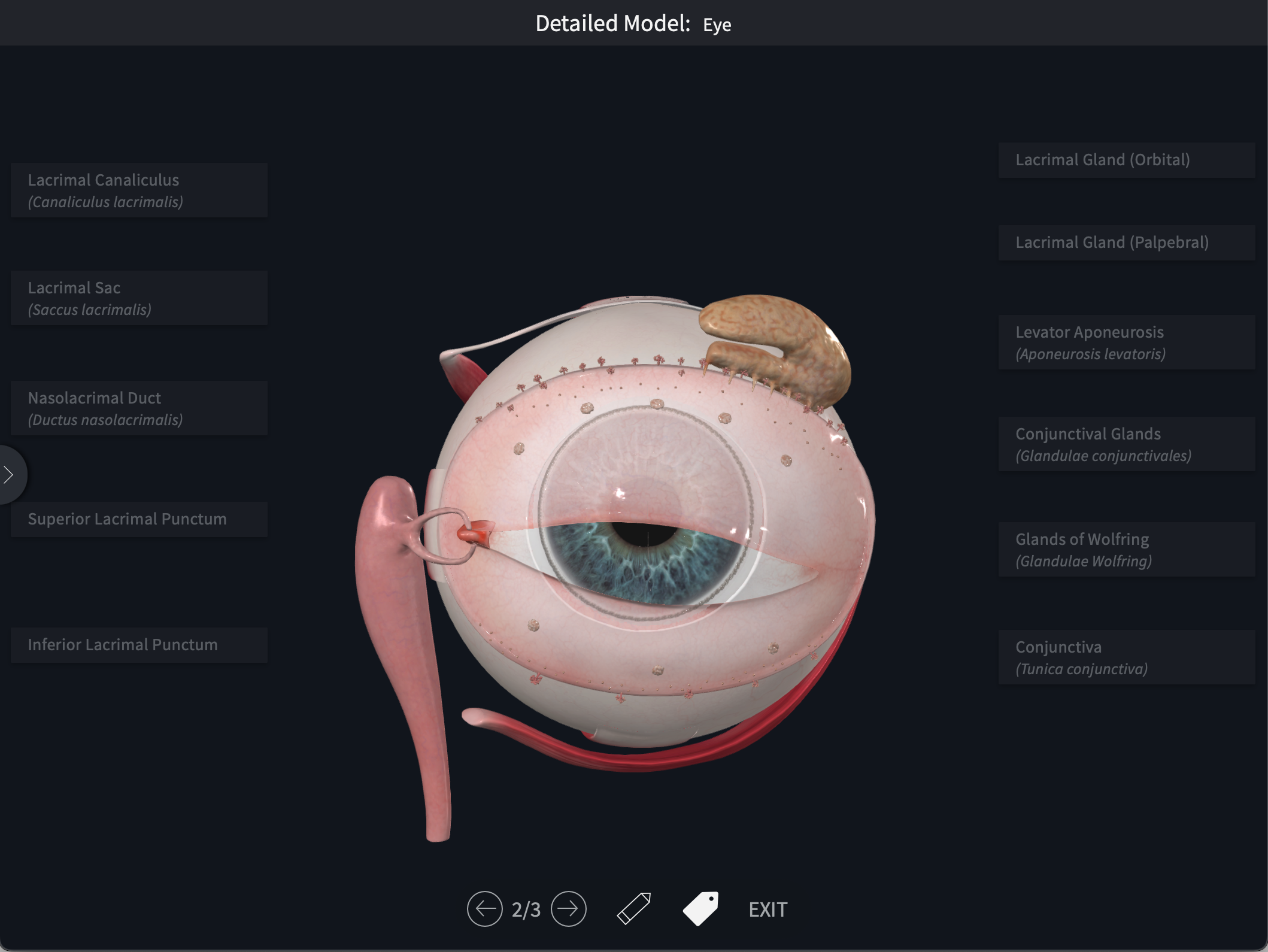 The Anatomy of the Eye